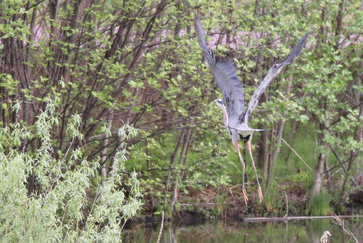 eBird Checklist - 21 May 2014 - Viles Arboretum - 48 species (+1 other ...