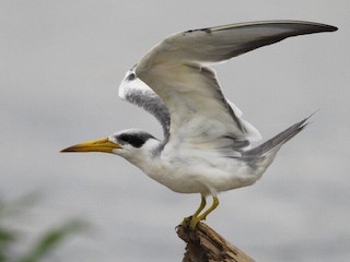 Large-billed Tern - eBird