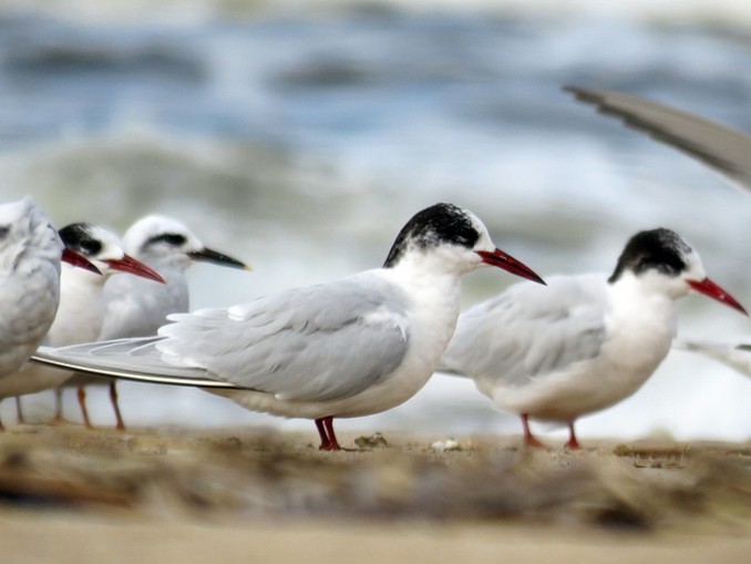 South American Tern - eBird