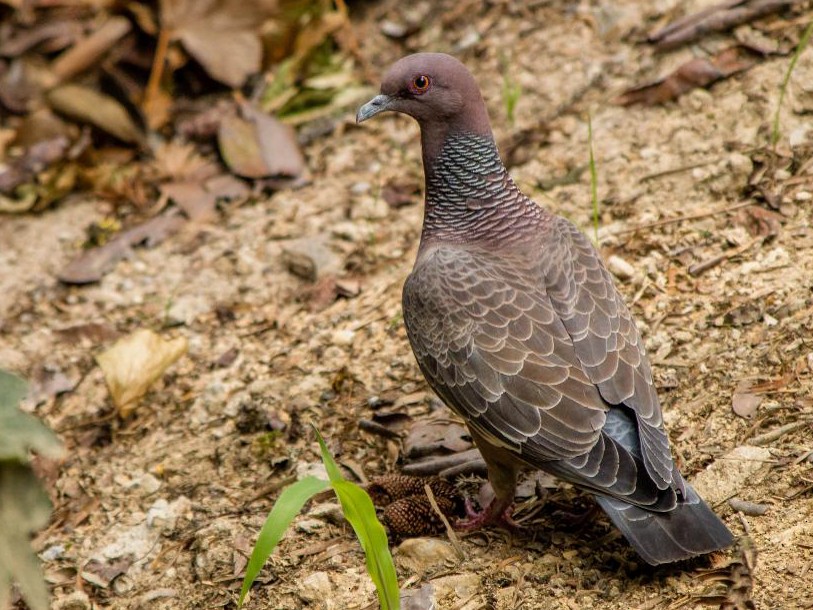 pomba-asa-branca - eBird