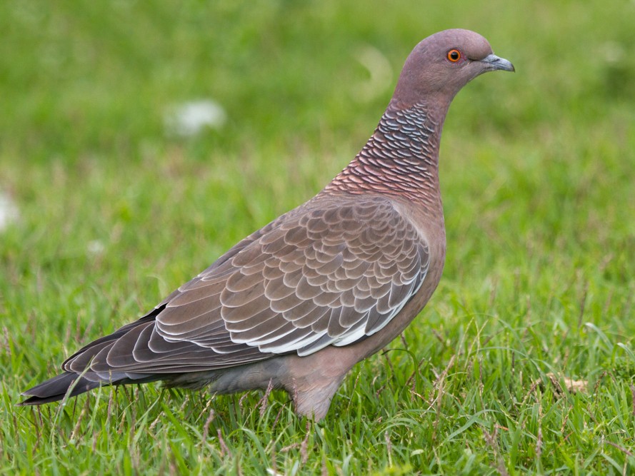 Picazuro Pigeon - Patagioenas picazuro - Birds of the World