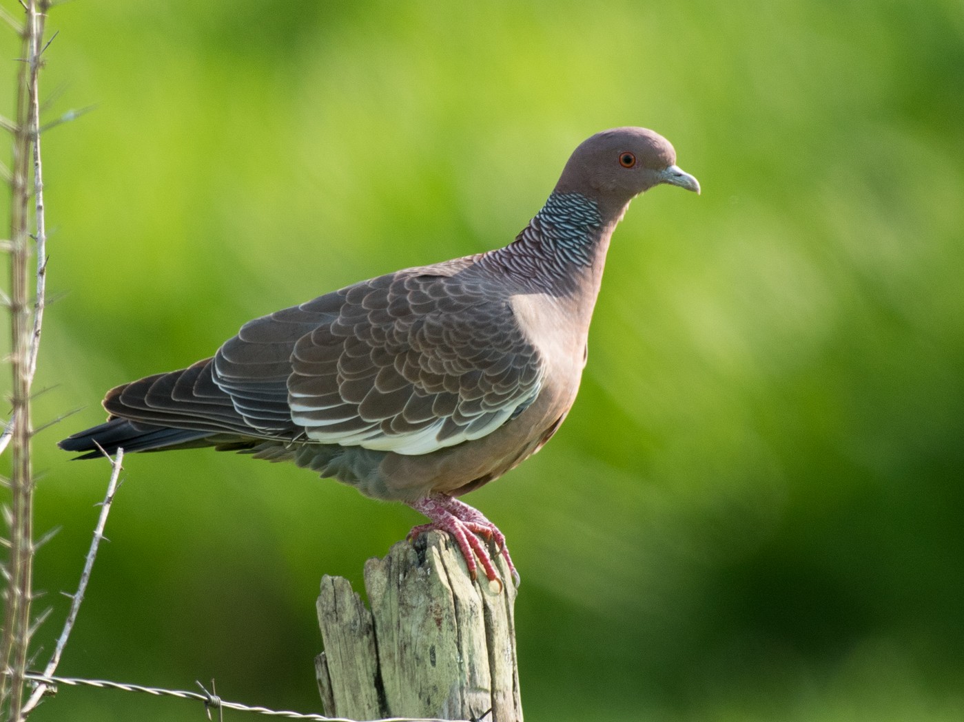 Picazuro Pigeon - eBird