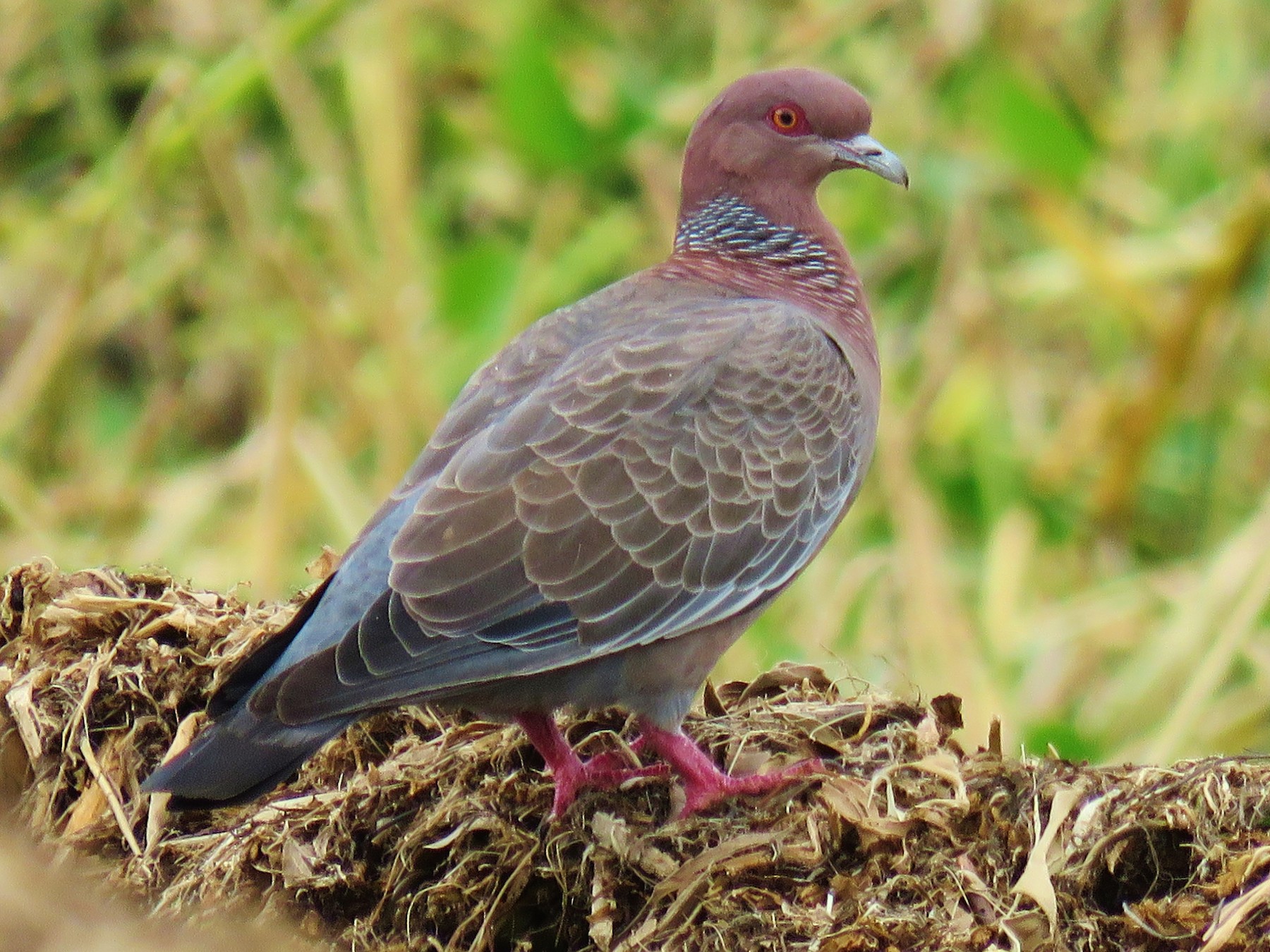 Picazuro Pigeon - eBird