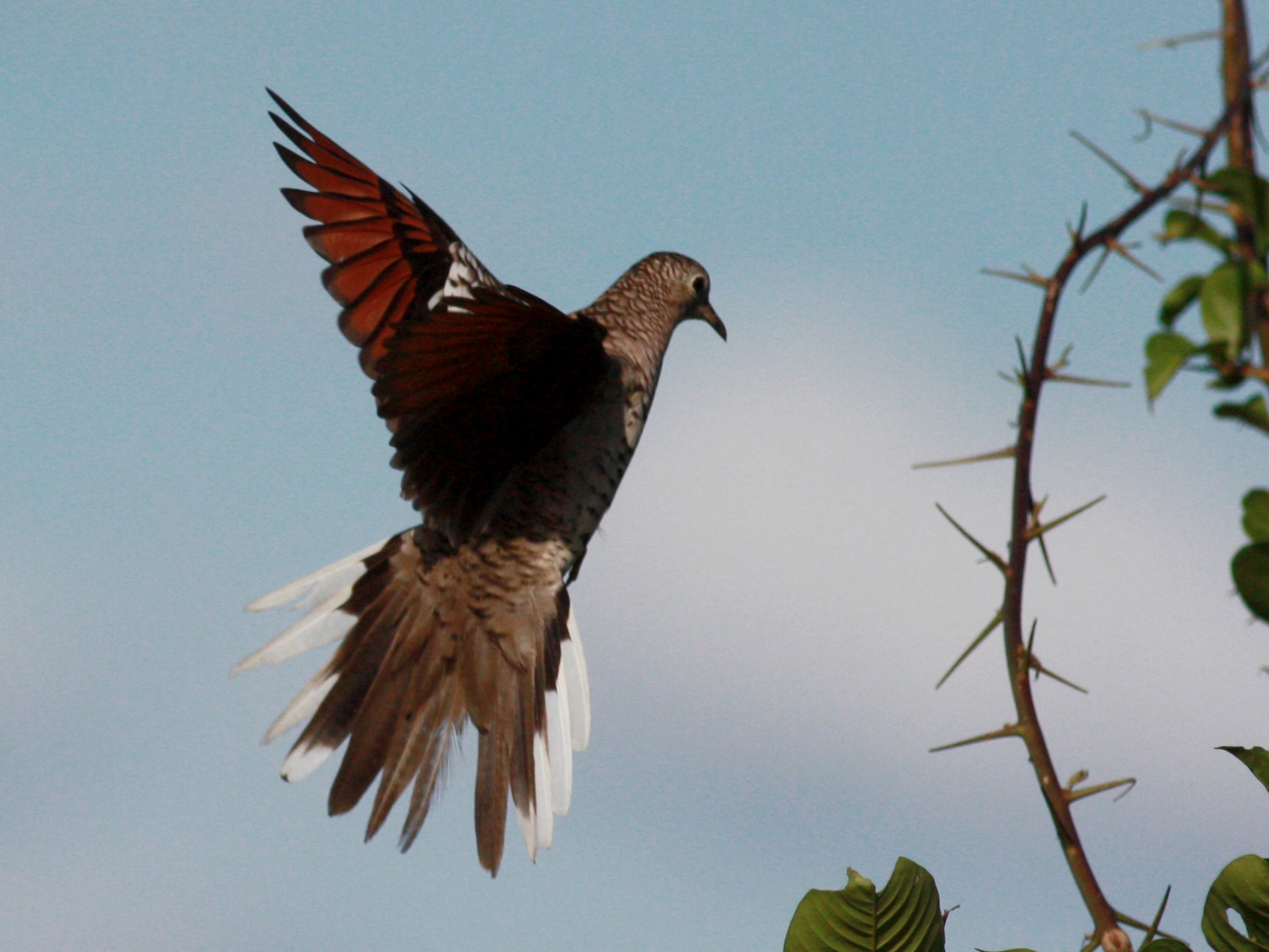 Pullu Serçe Kumrusu - eBird