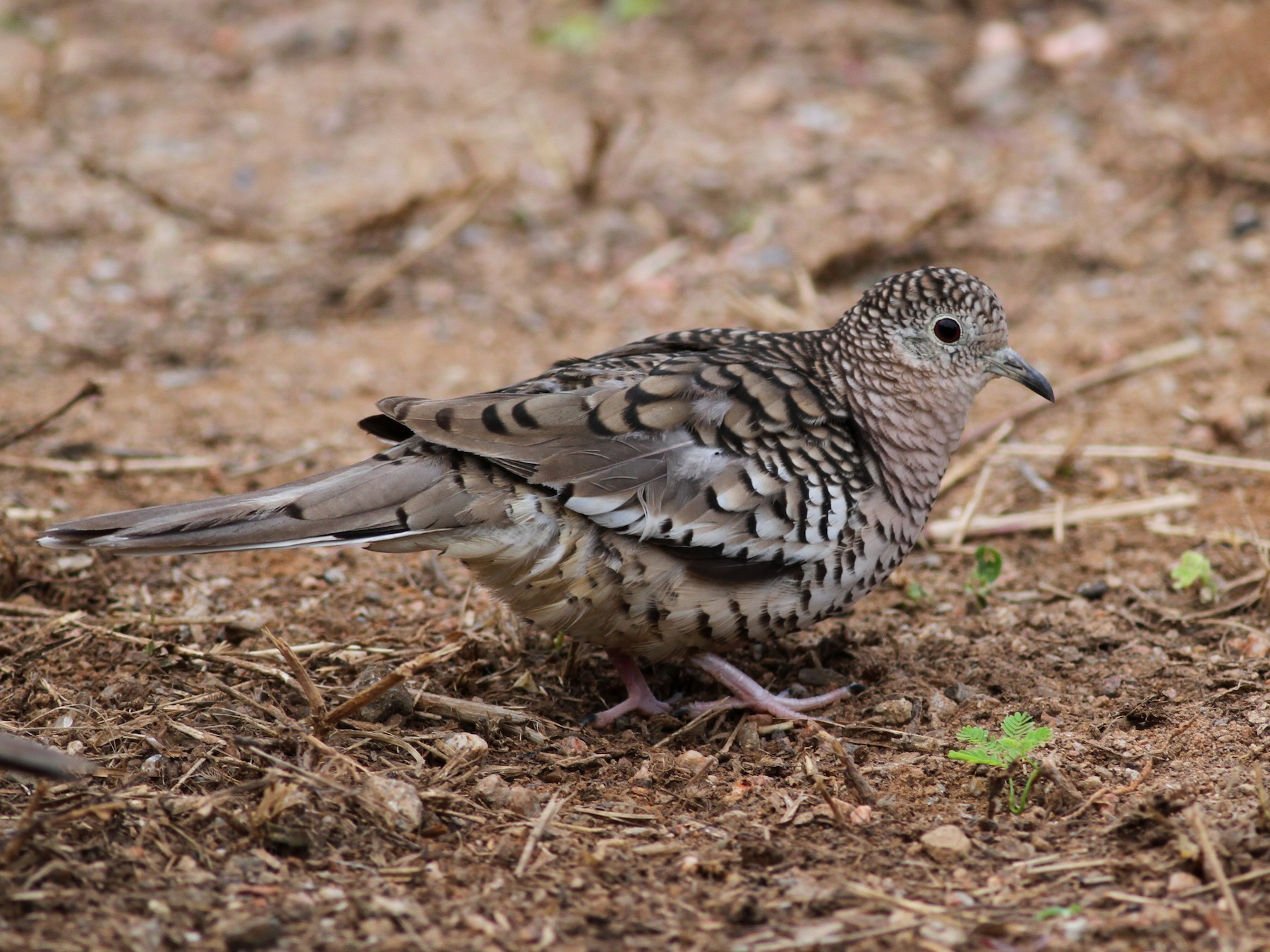 Scaled Dove - eBird