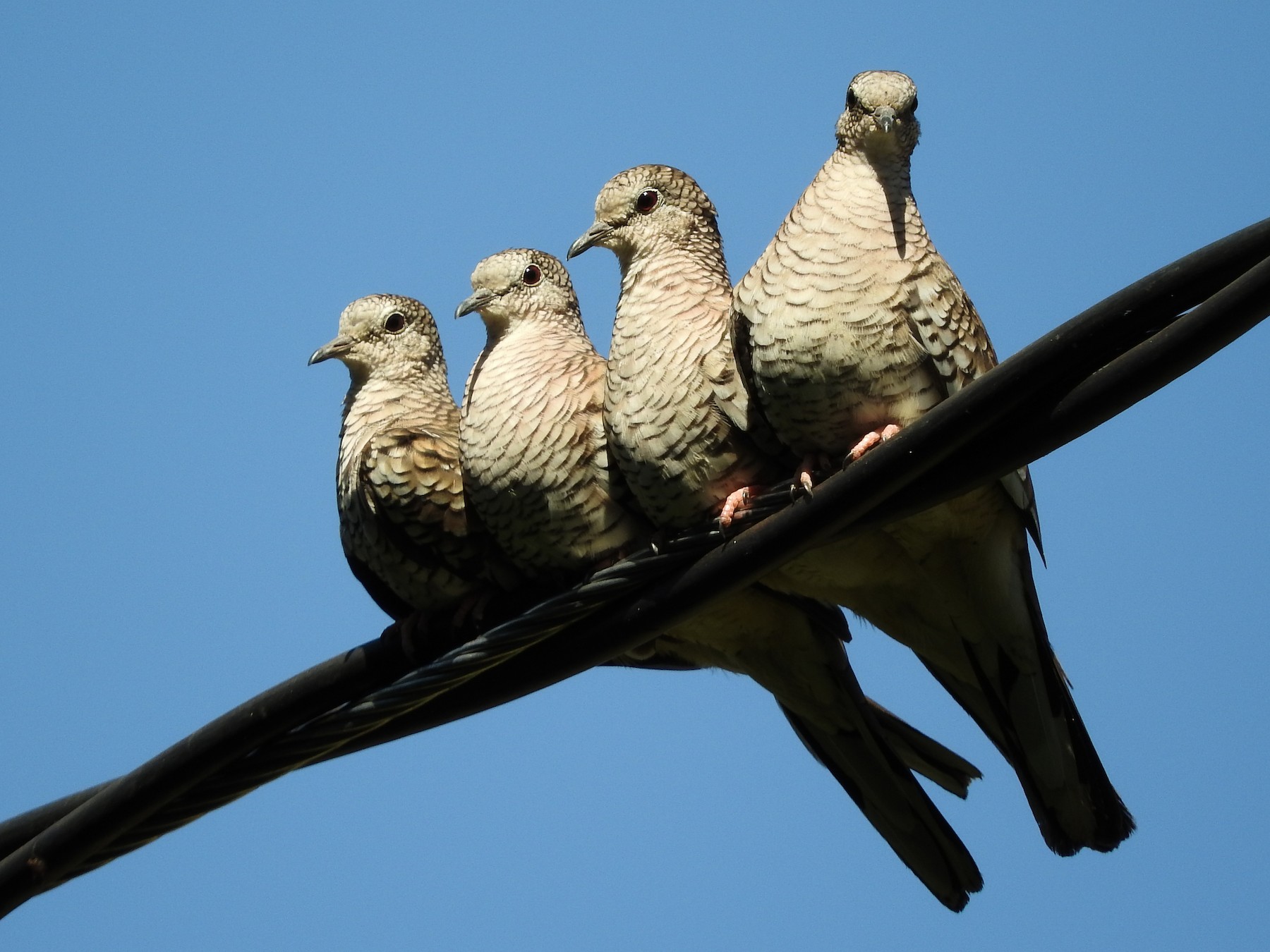 Scaled Dove - eBird