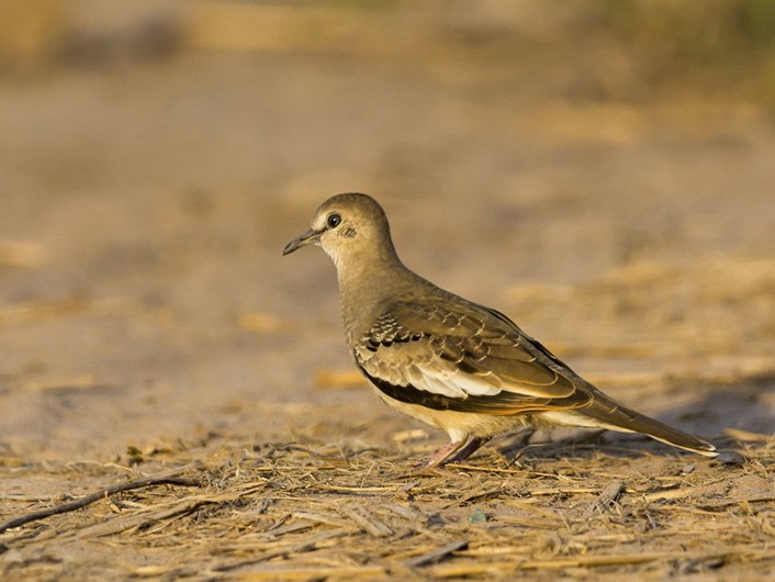 Picui Ground Dove - eBird