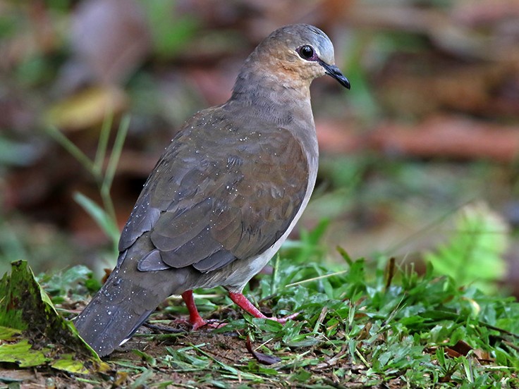 Gray-fronted Dove - eBird