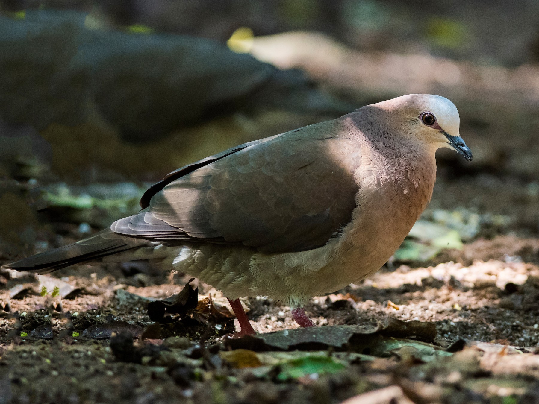 Gray-fronted Dove - eBird