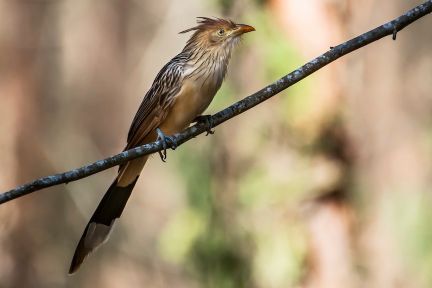 Guira Guguğu - eBird