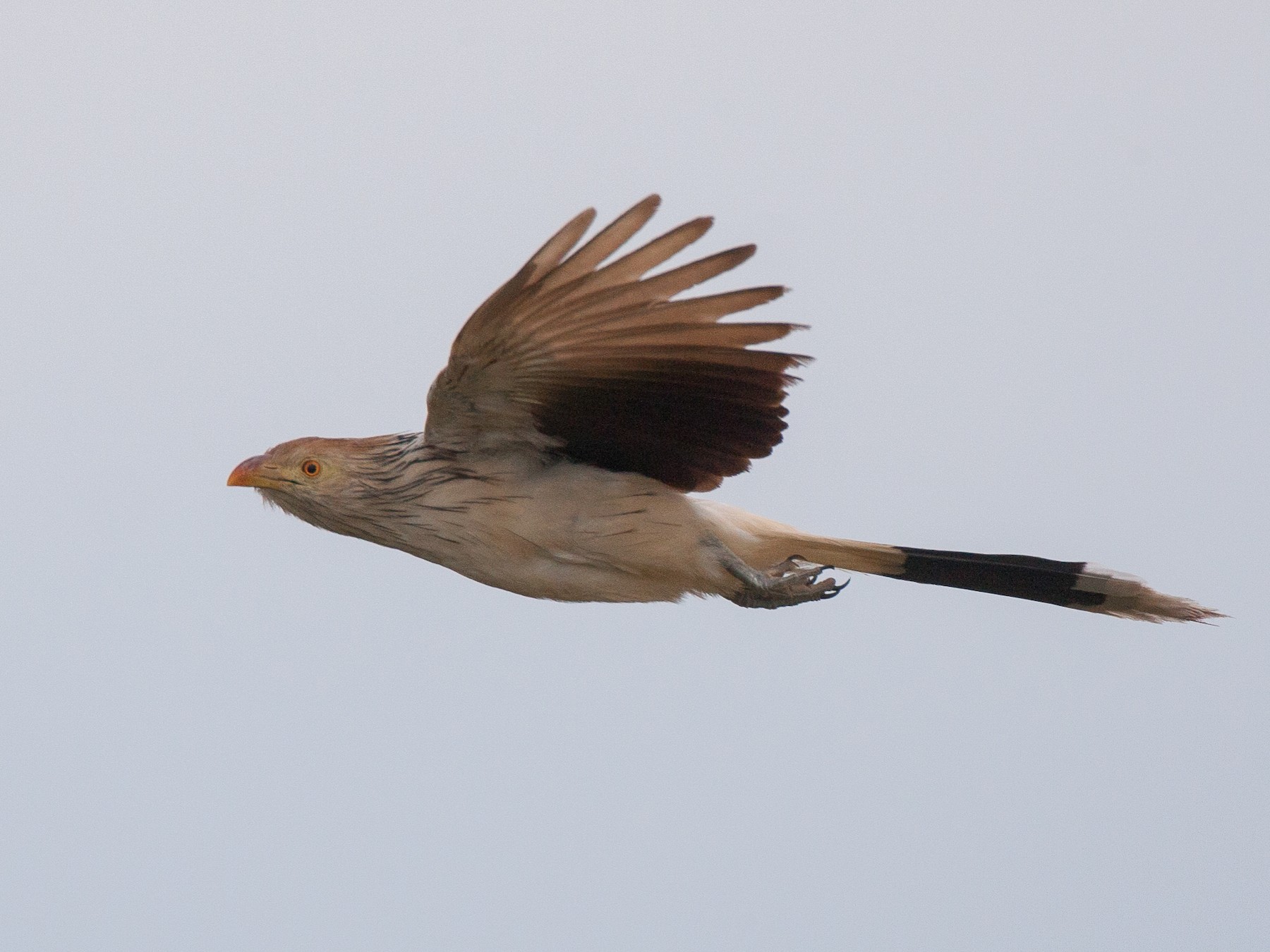 Guira Guguğu - eBird