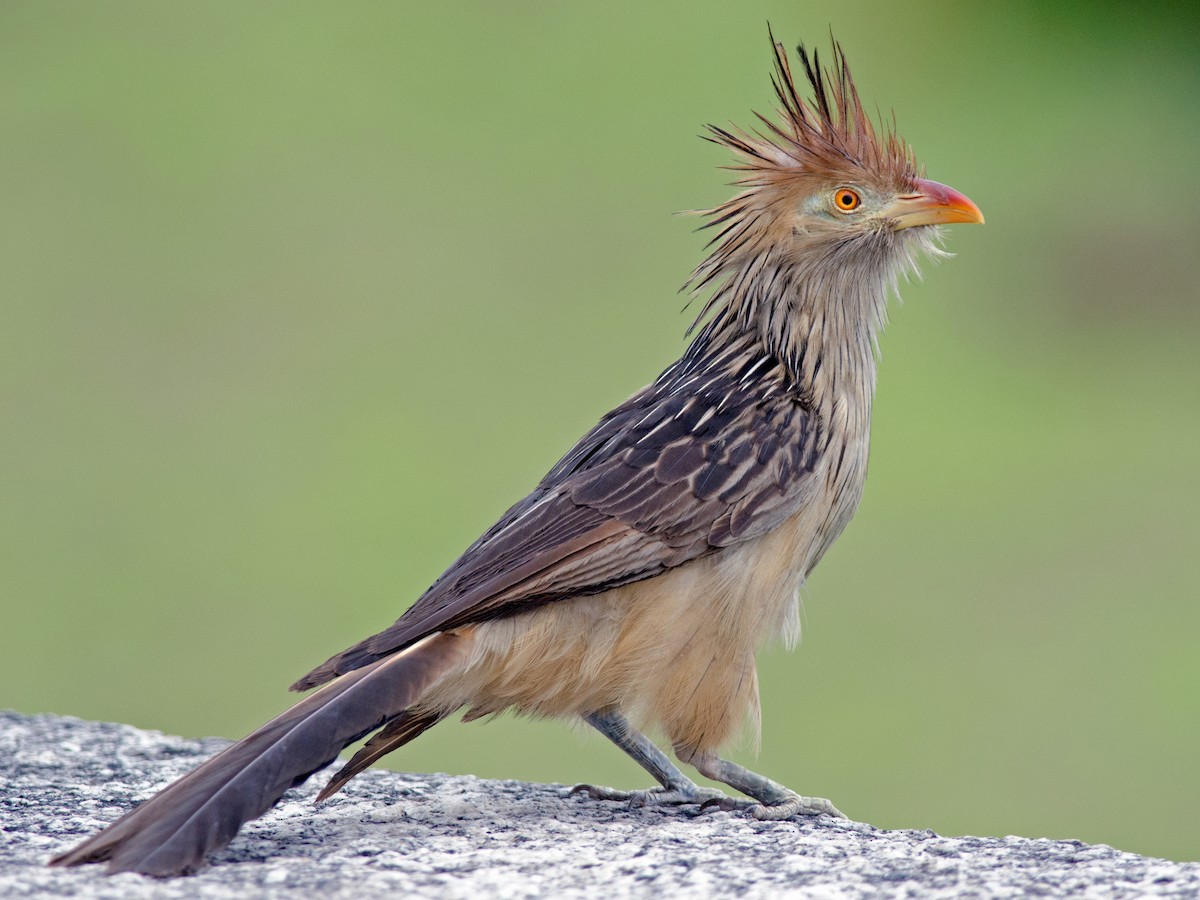 Guira Cuckoo - Guira guira - Birds of the World