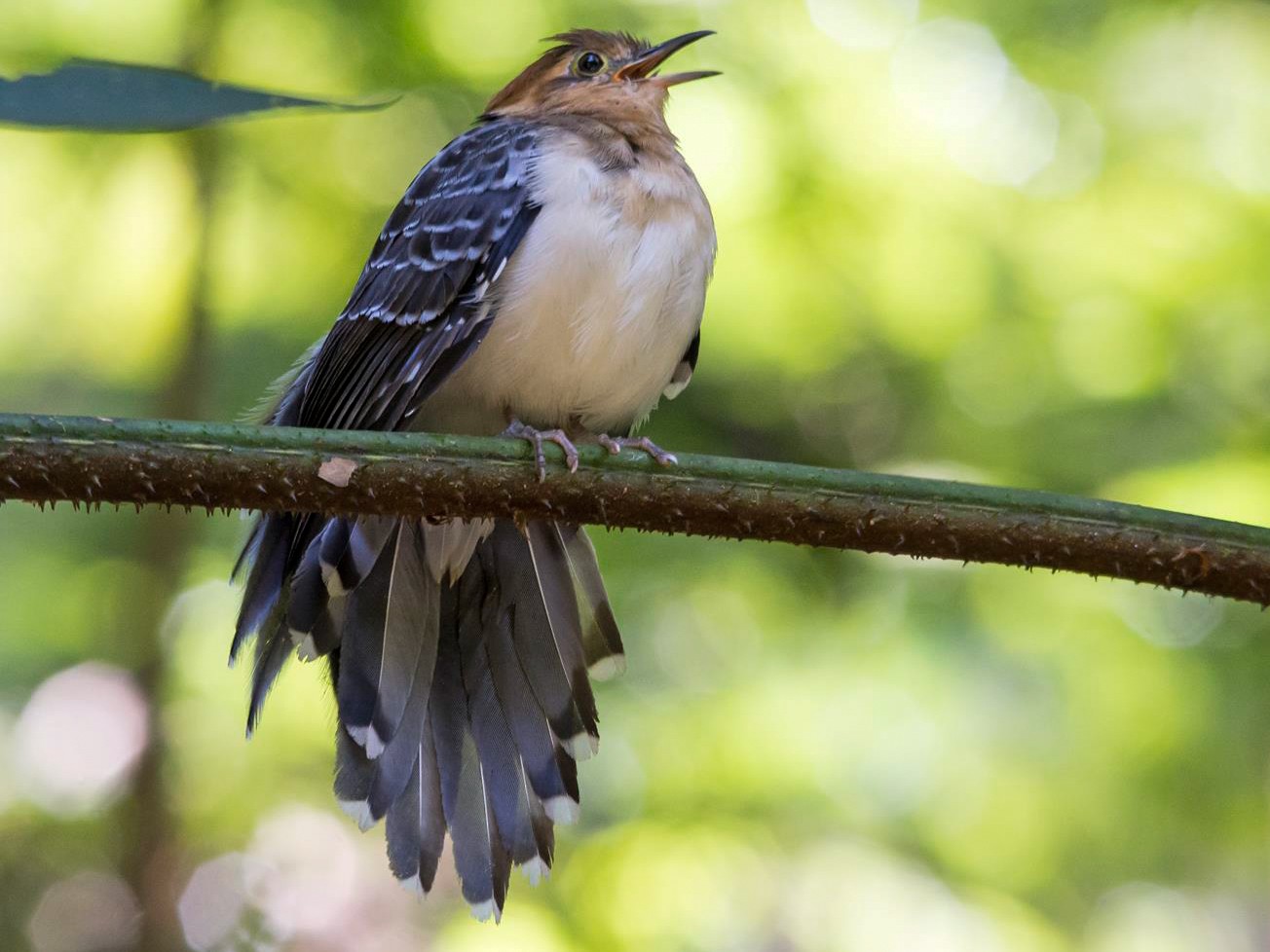 Pavonine Cuckoo - eBird