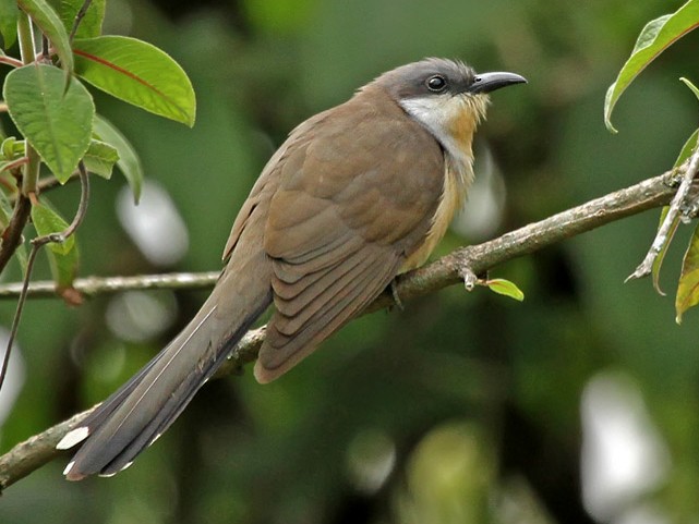 Cuclillo Común - eBird