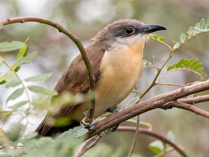 Cuclillo Común - eBird
