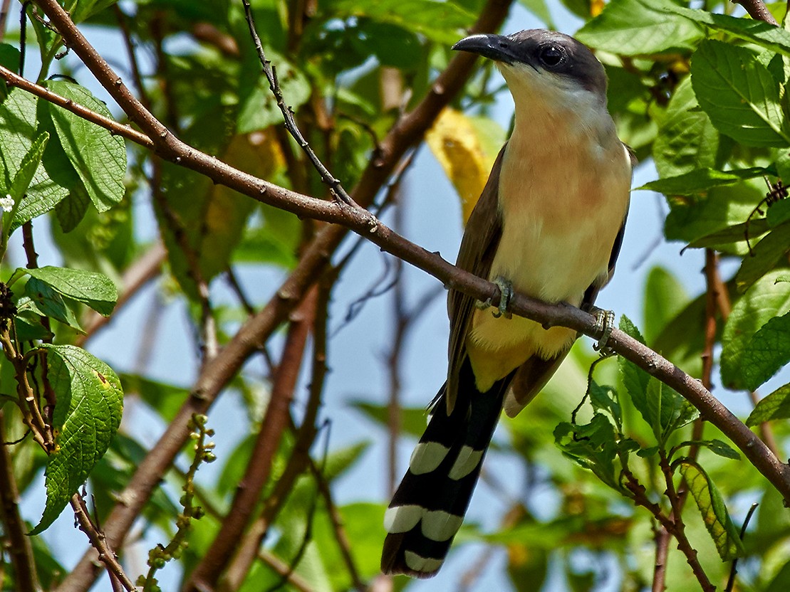 Dark-billed Cuckoo - eBird