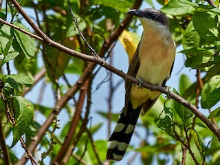 Cuclillo Piquioscuro - eBird