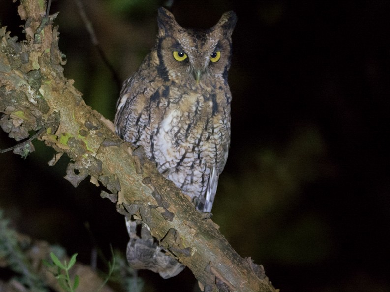 Long-tufted Screech-Owl - eBird