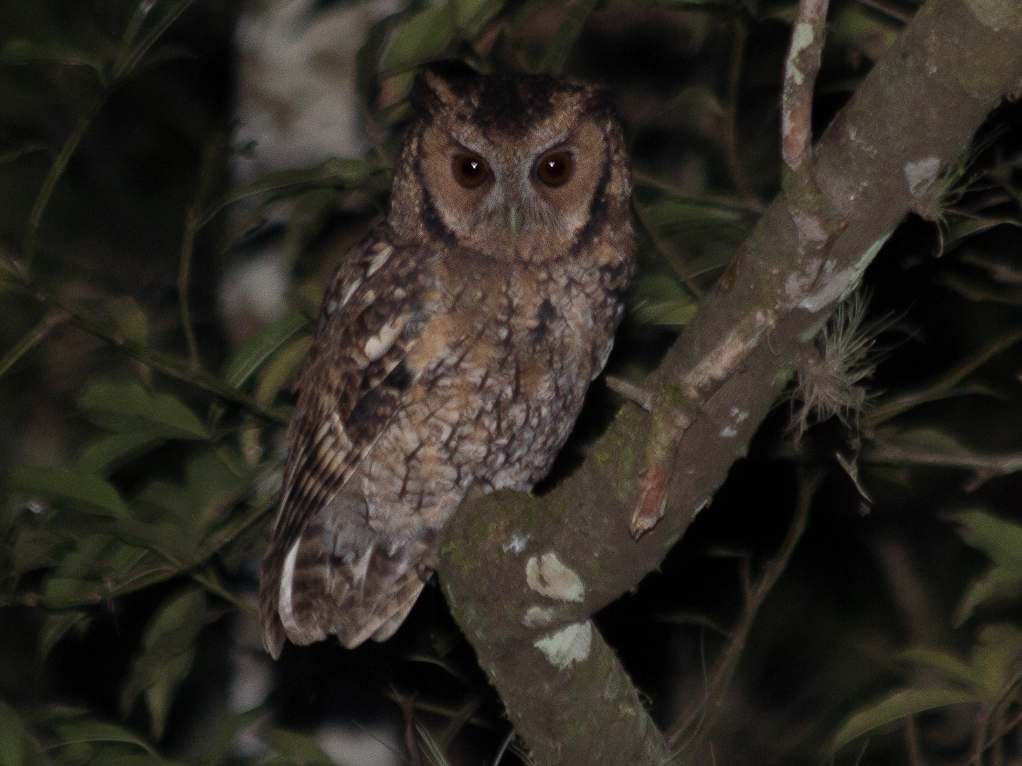 Long-tufted Screech-Owl - eBird