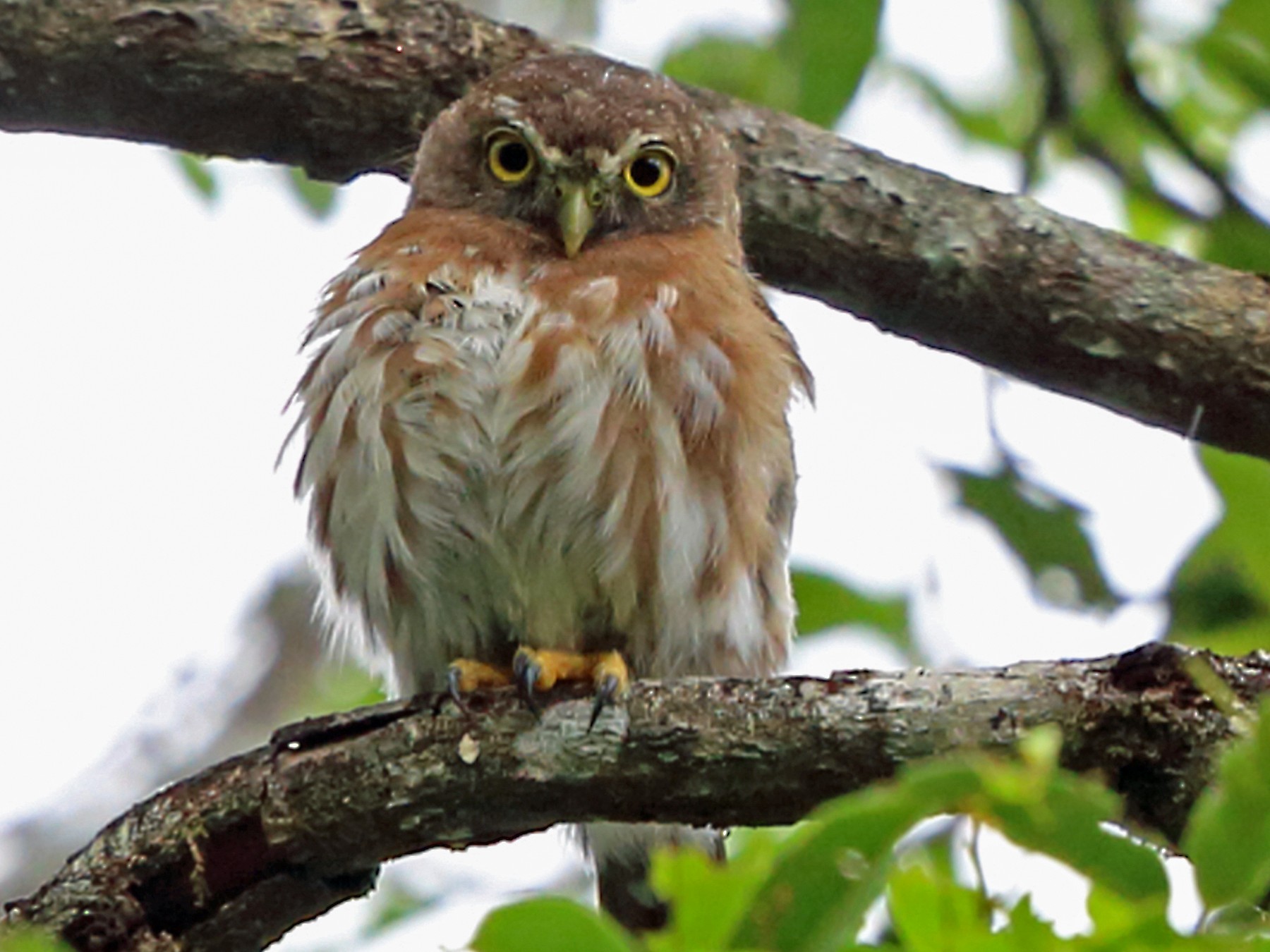 Least Pygmy-Owl - eBird
