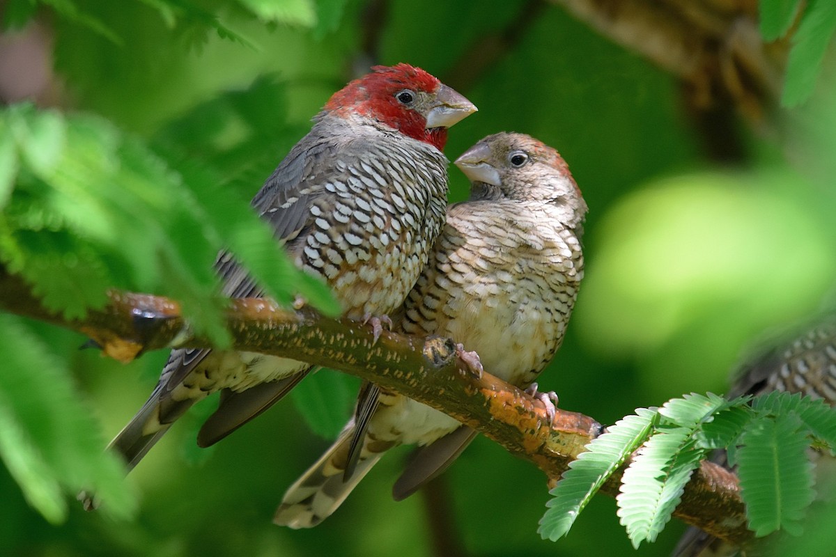 Red-headed Finch - Amadina erythrocephala - Birds of the World