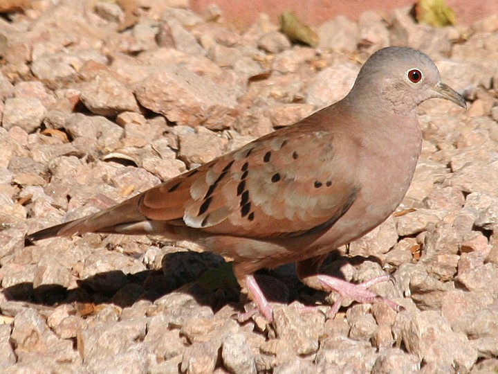 eBird Checklist - 3 Oct 2009 - Matt's house - 3 species