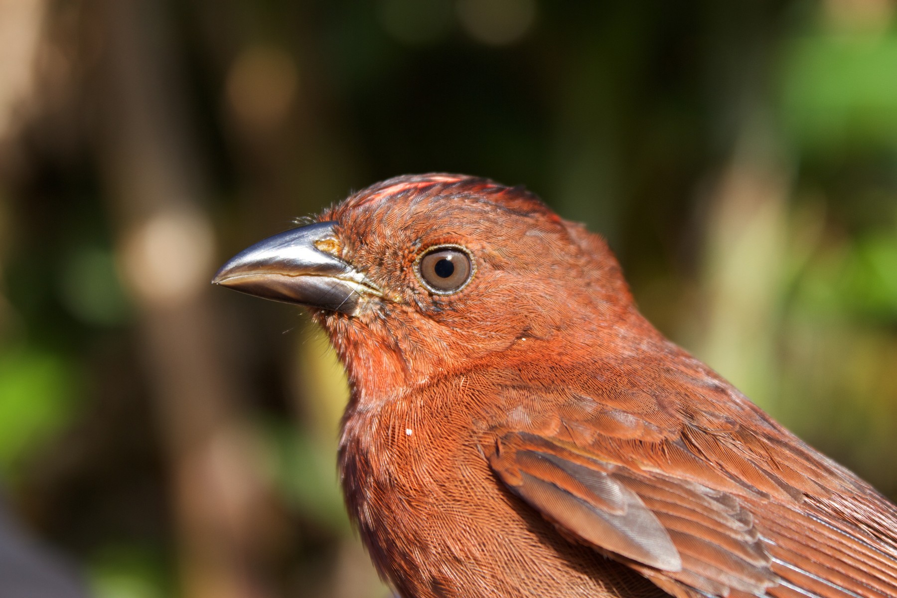 Red-crowned Ant-Tanager (Northern) - eBird