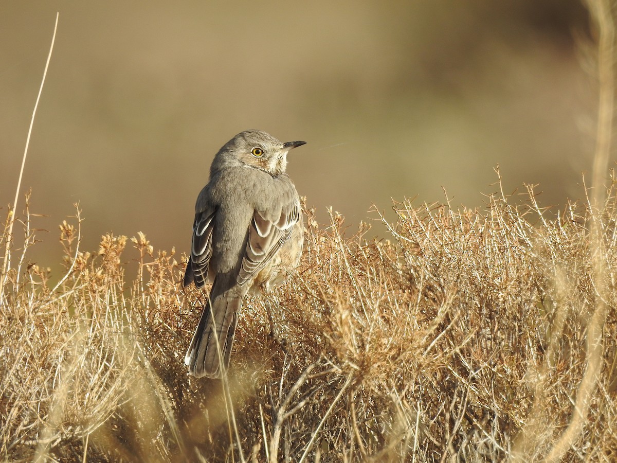 eBird Checklist - 11 Nov 2017 - Blacks Creek Bird Reserve - 13 species ...