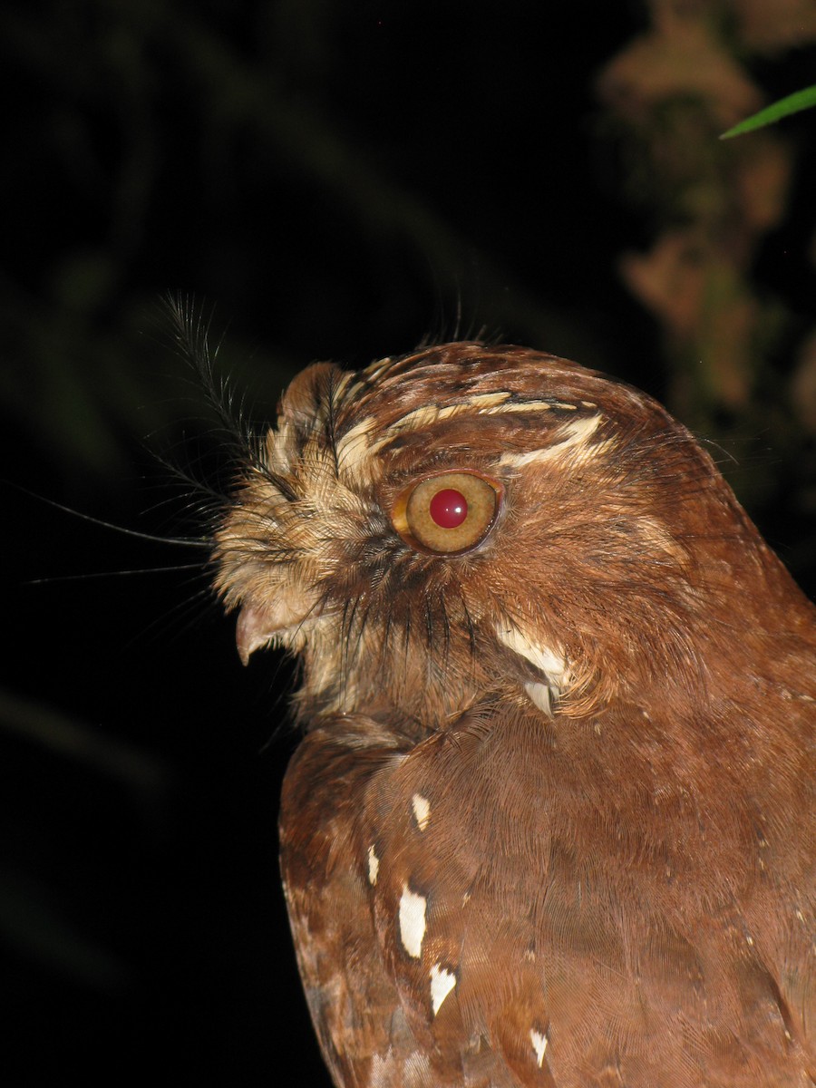 eBird Checklist - 14 Jul 2009 - Mokwam - 9 species