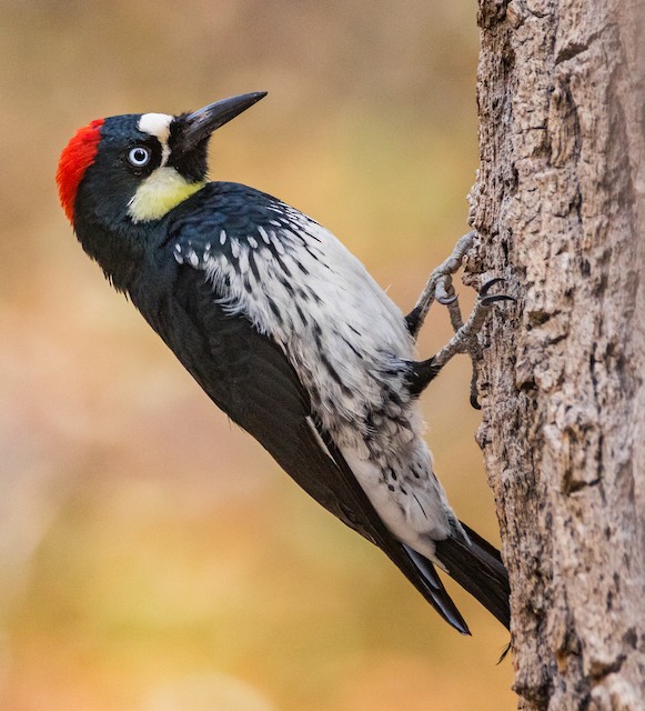Female Acorn Woodpecker