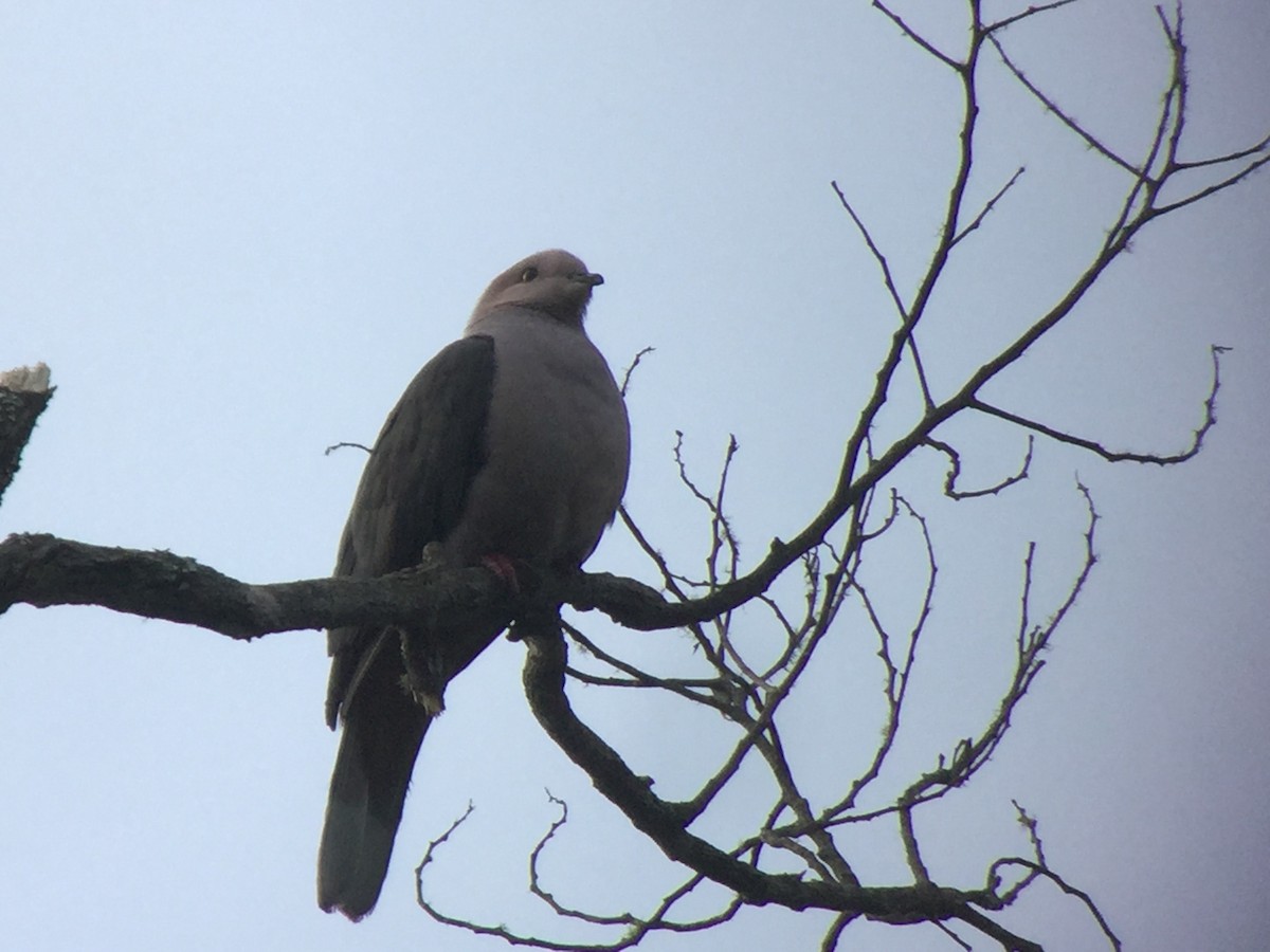 Dark-backed Imperial-Pigeon - Ducula lacernulata - Birds of the World