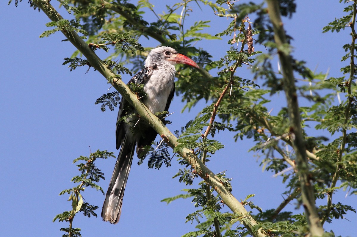 Damara Red-billed Hornbill - Tockus damarensis - Birds of the World