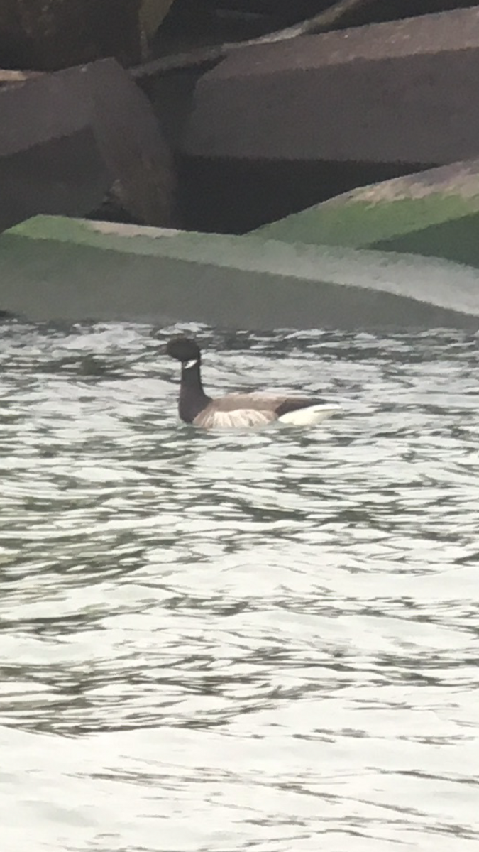 eBird Checklist - 18 Nov 2017 - Cleveland Harbor Breakwall - 21 species ...