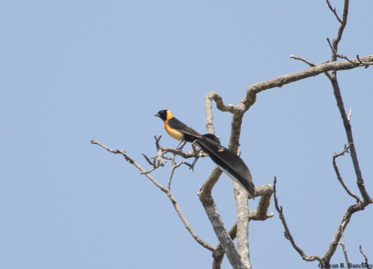 Sahel Paradise-Whydah - Vidua orientalis - Birds of the World