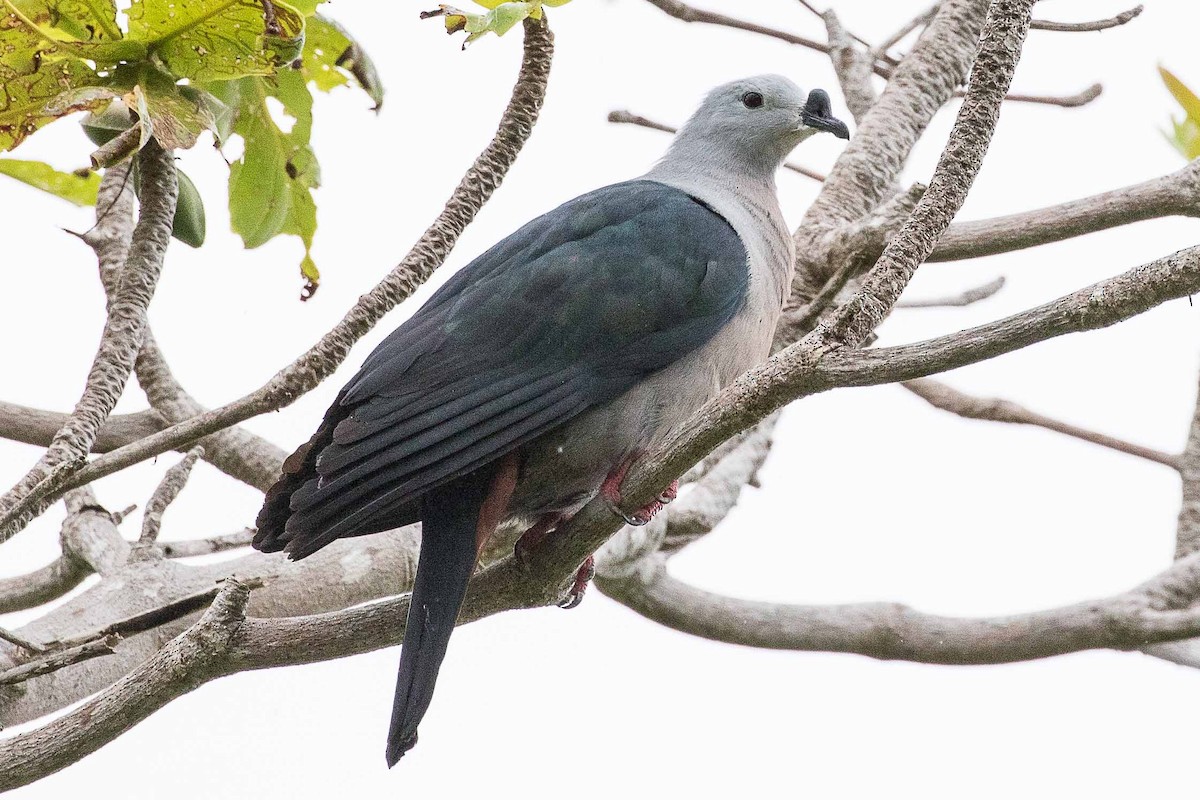 Pacific Imperial-Pigeon - Ducula pacifica - Birds of the World