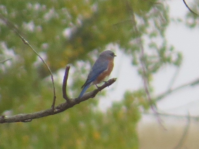 eBird Checklist - 14 Oct 2017 - Fox Ranch (restricted access) - 27 species