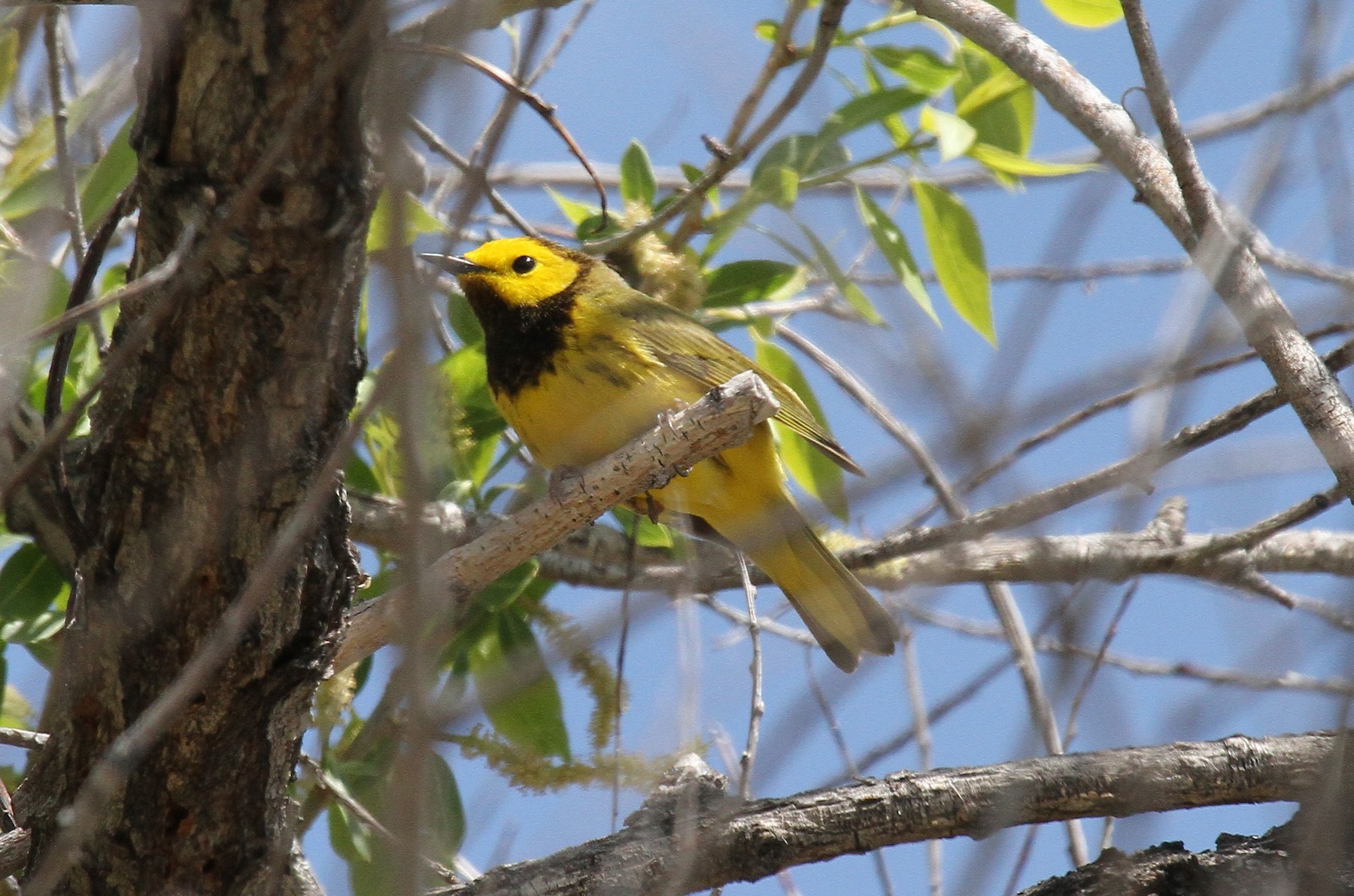 Chipe Encapuchado x Amarillo (híbrido) - eBird