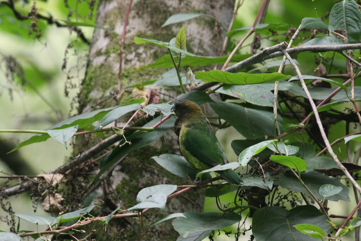 Modest Tiger-Parrot - Psittacella modesta - Birds of the World