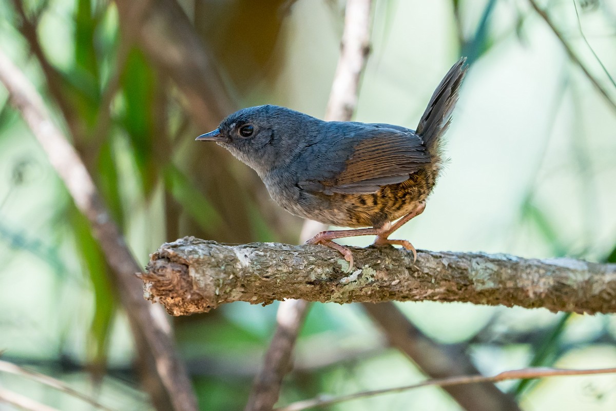Rock Tapaculo - Scytalopus petrophilus - Birds of the World