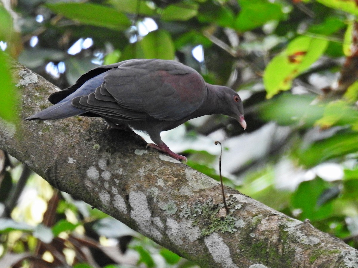 eBird Checklist - 21 Nov 2017 - PN Pico Bonito--Lodge at Pico Bonito ...