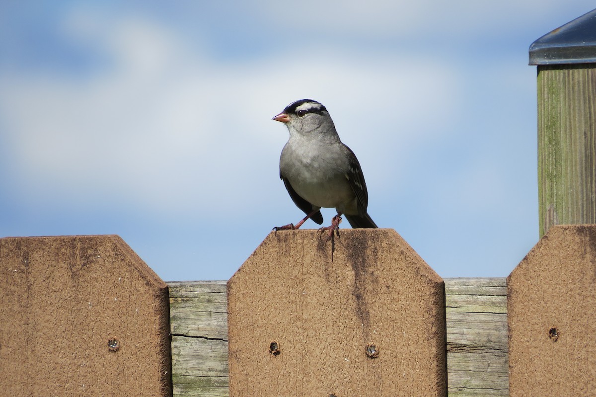 eBird Checklist - 22 Nov 2017 - Big Cypress National Preserve--Oasis ...