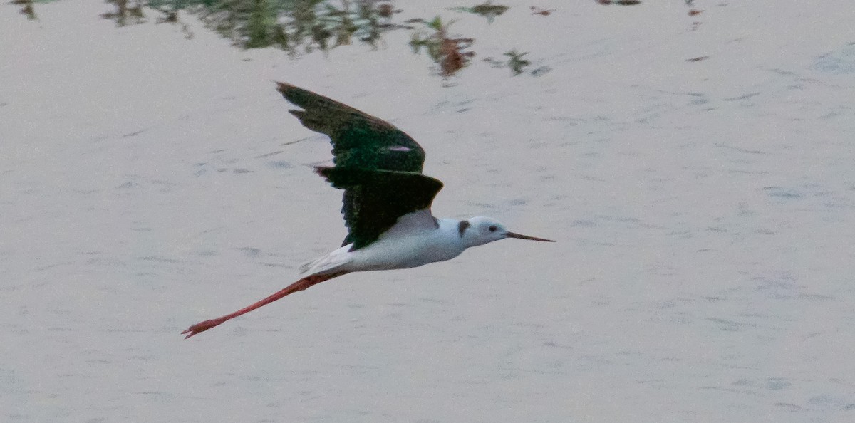 eBird Checklist - 22 Sep 2017 - Mabele Village - 18 species (+3 other taxa)