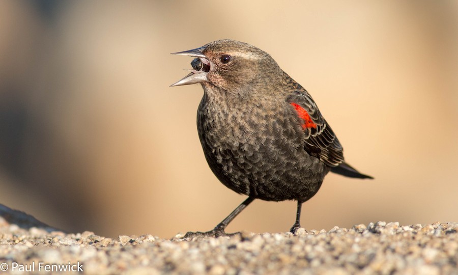 Red-winged Blackbird (California Bicolored) - eBird
