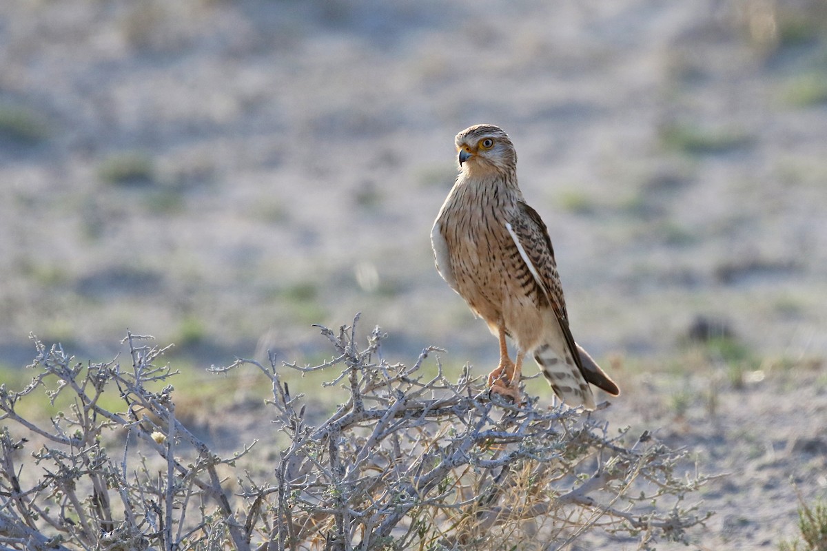 Greater Kestrel - Falco rupicoloides - Birds of the World