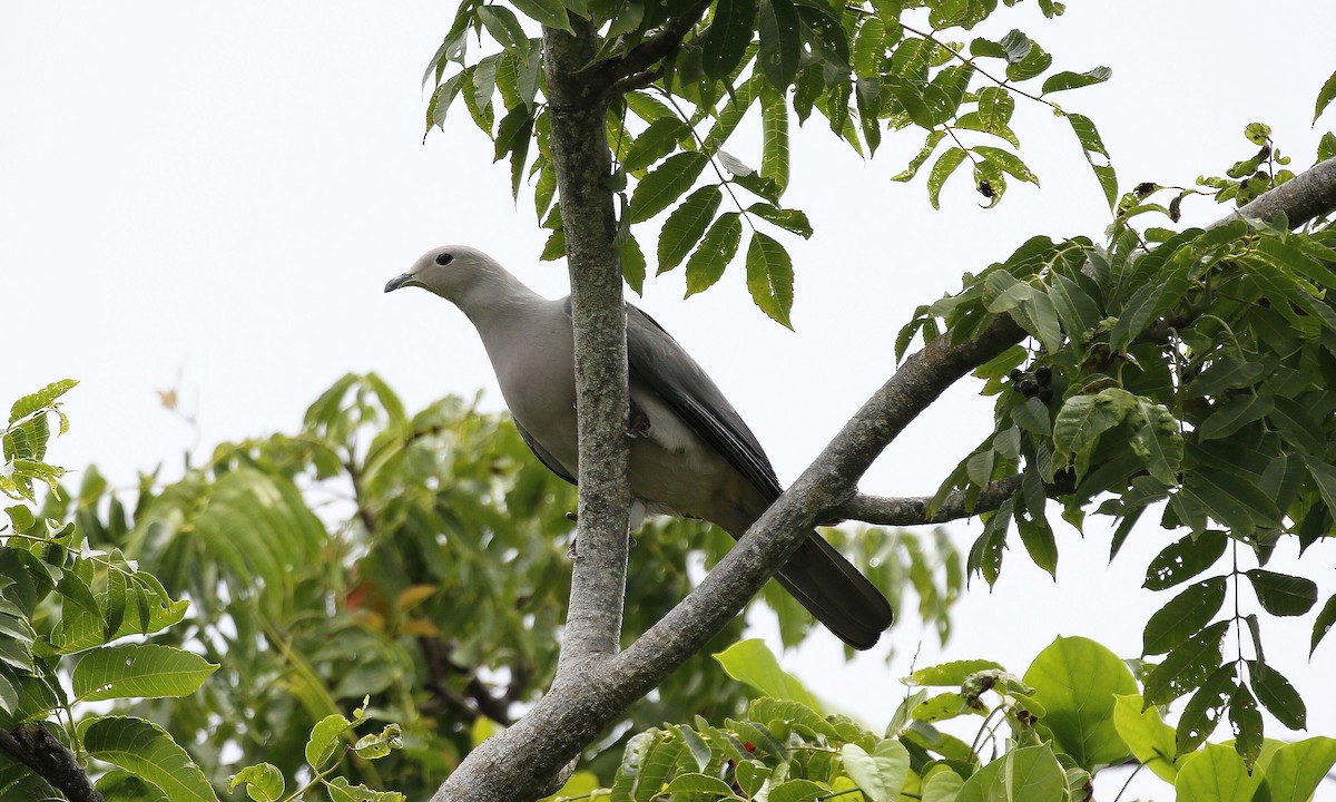 Gray Imperial-Pigeon - Ducula pickeringii - Birds of the World