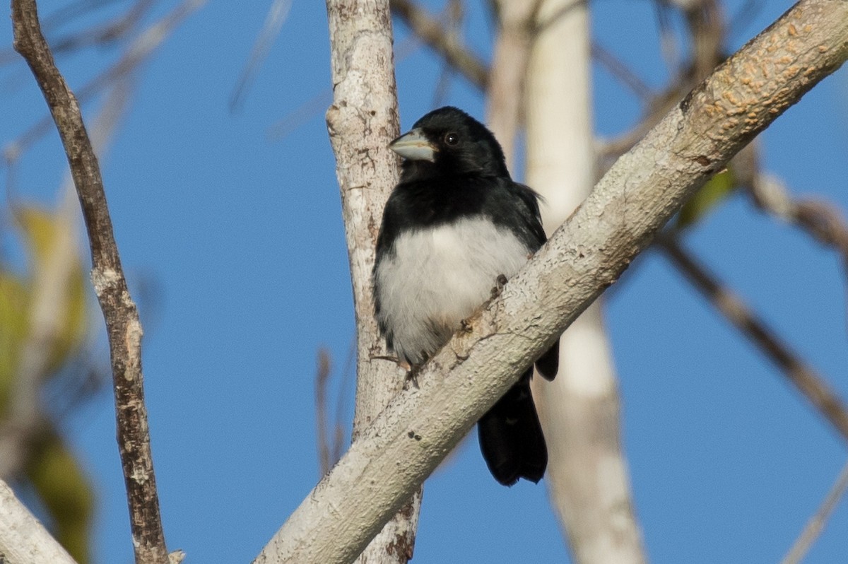 Cone-billed Tanager - Conothraupis mesoleuca - Birds of the World