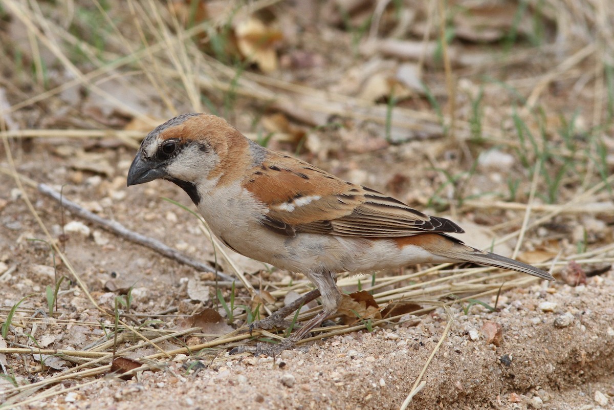 Great Rufous Sparrow - Passer motitensis - Birds of the World