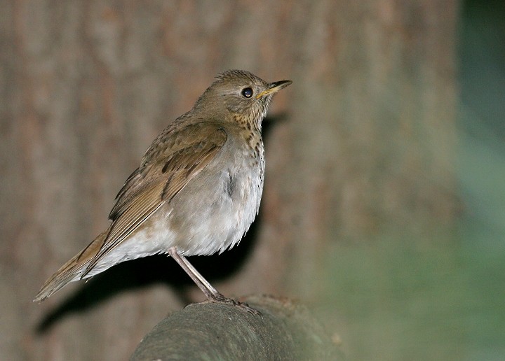 eBird Checklist - 18 May 2007 - Marian Ave - 2 species