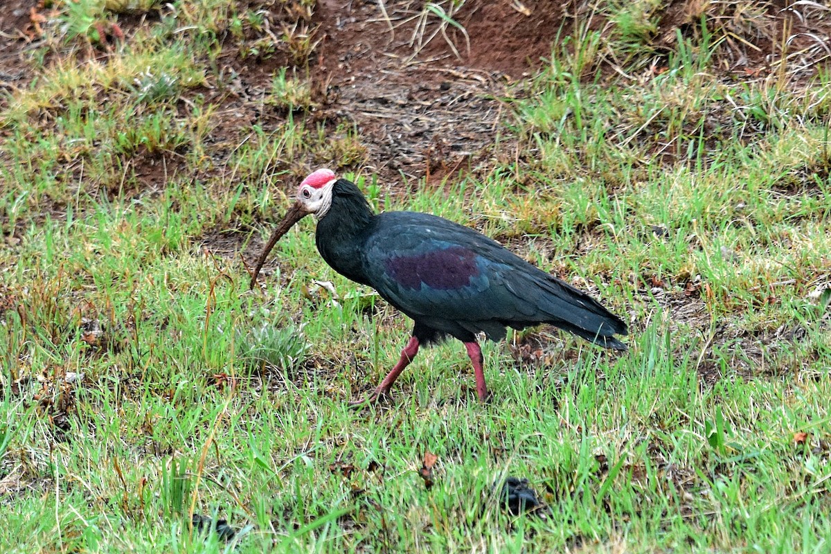 Southern Bald Ibis - Geronticus calvus - Birds of the World
