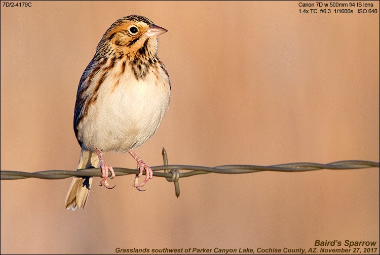 eBird Checklist - 27 Nov 2017 - W. Lochiel Rd. - 15 species